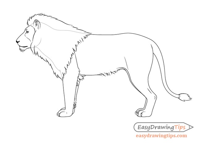30 Lion Drawing Ideas - How To Draw Lion - DIY Crafts