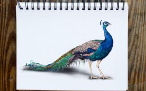 25 Peacock Drawing Ideas - Step By Step Guide - DIY Crafts