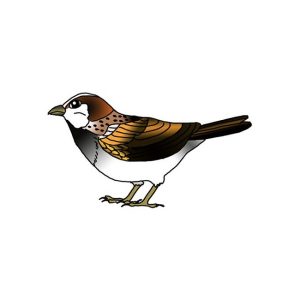 20 Sparrow Drawing Ideas - How To Draw Sparrow - DIY Crafts