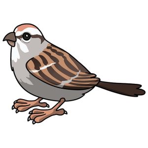 20 Sparrow Drawing Ideas - How To Draw Sparrow - DIY Crafts