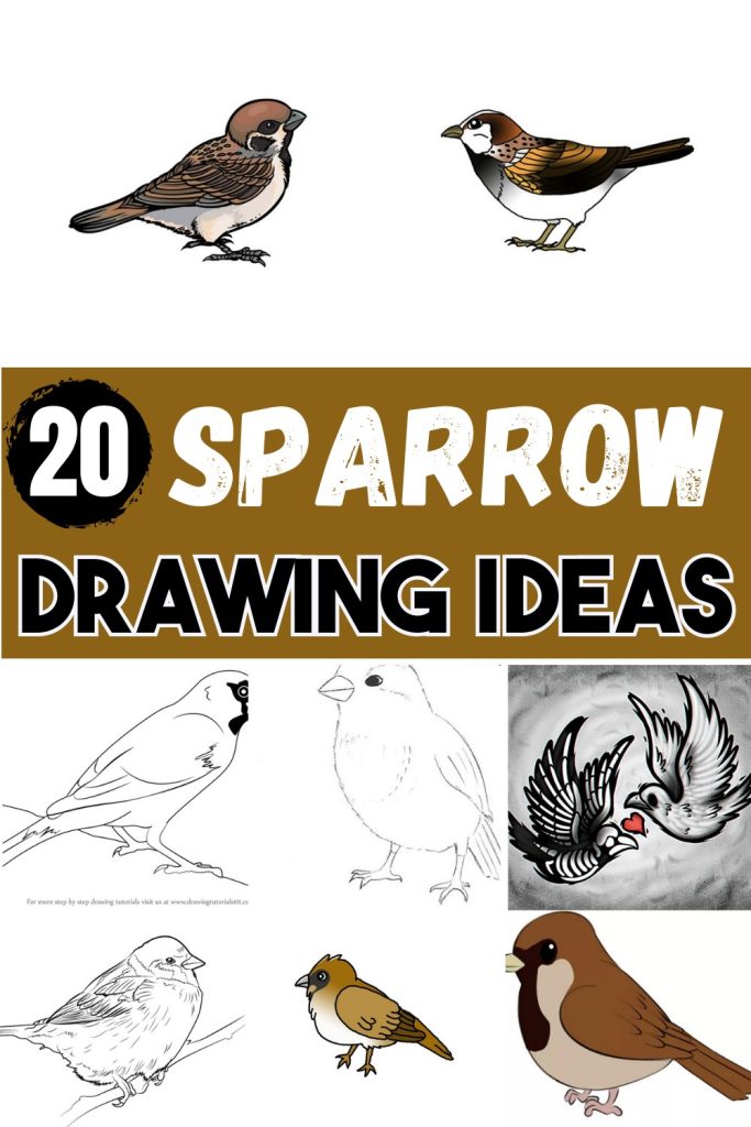 20 Sparrow Drawing Ideas - How To Draw Sparrow - DIY Crafts