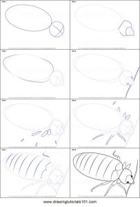 20 Amazing Bug Drawings With Step By Step Guide - DIY Crafts