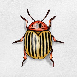 20 Amazing Bug Drawings With Step By Step Guide - DIY Crafts
