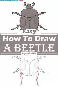 20 Amazing Bug Drawings With Step By Step Guide - DIY Crafts