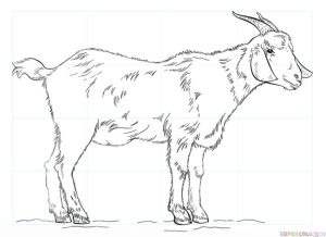 28 Learn Goat Drawing Ideas with Drawing Tutorial - DIY Crafts