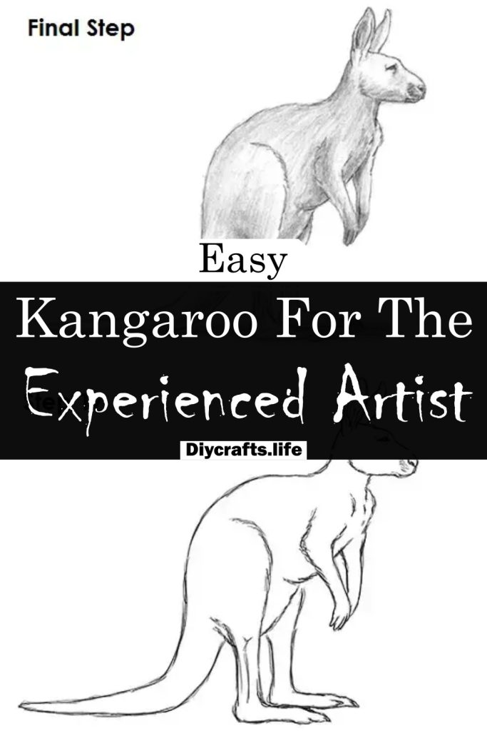 26 Easy Kangaroo Drawings- Step By Step Guide - DIY Crafts